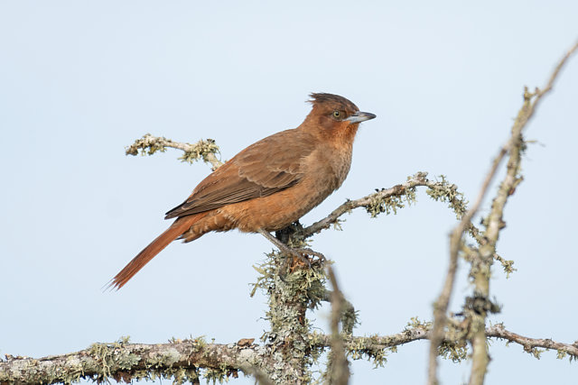 Foto coperete (Pseudoseisura lophotes) Por Gilberto Botelho | Wiki Aves ...
