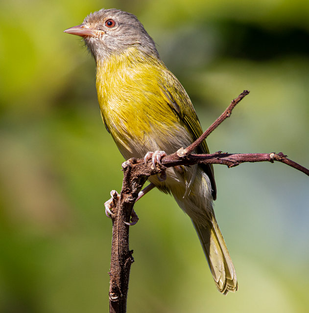 Foto vite-vite-de-cabeça-cinza (Hylophilus pectoralis) Por Thiago ...