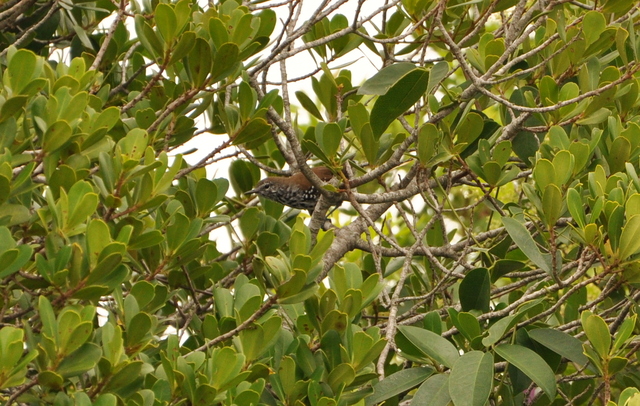 Foto bicudinho-do-brejo (Formicivora acutirostris) Por Fábio Llanos ...