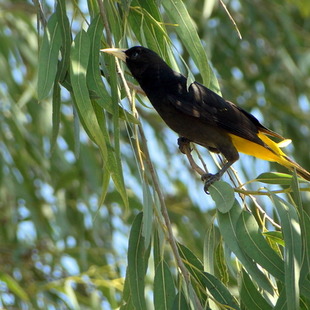 xexéu (Cacicus cela) | WikiAves - A Enciclopédia das Aves do Brasil