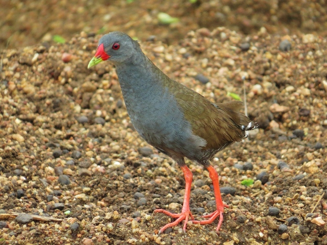 turu-turu (Neocrex erythrops) | WikiAves - A Enciclopédia das Aves do ...