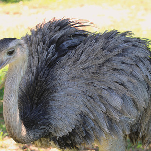 Rheidae | WikiAves - A Enciclopédia das Aves do Brasil