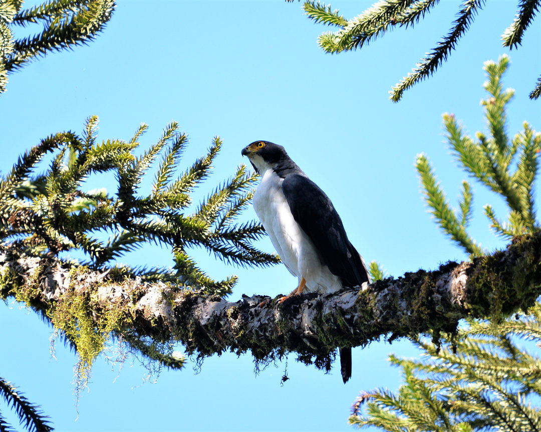 Foto tauató-pintado (Accipiter poliogaster) Por Joaquim Ribas | Wiki ...