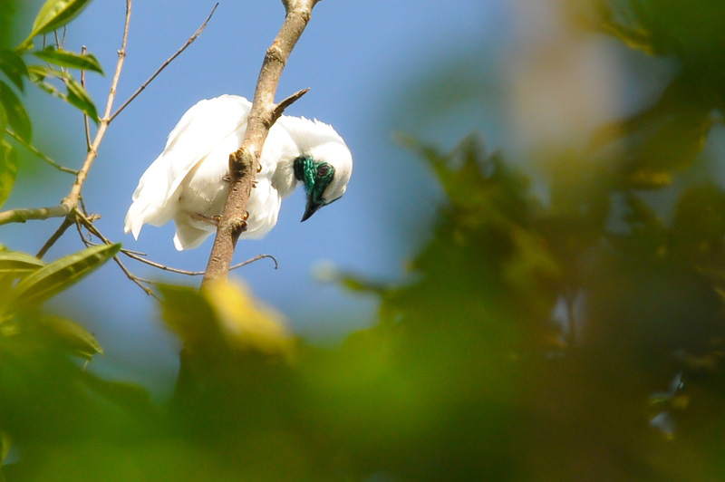 Foto araponga (Procnias nudicollis) Por Joao Quental | Wiki Aves - A ...