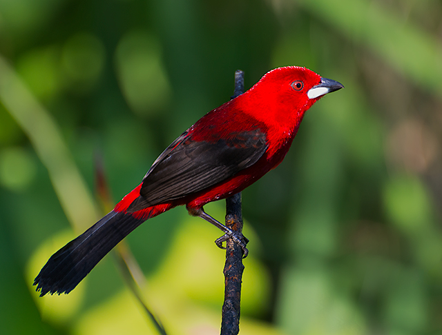 Foto tiê-sangue (Ramphocelus bresilia) Por Dario Sanches | Wiki Aves ...