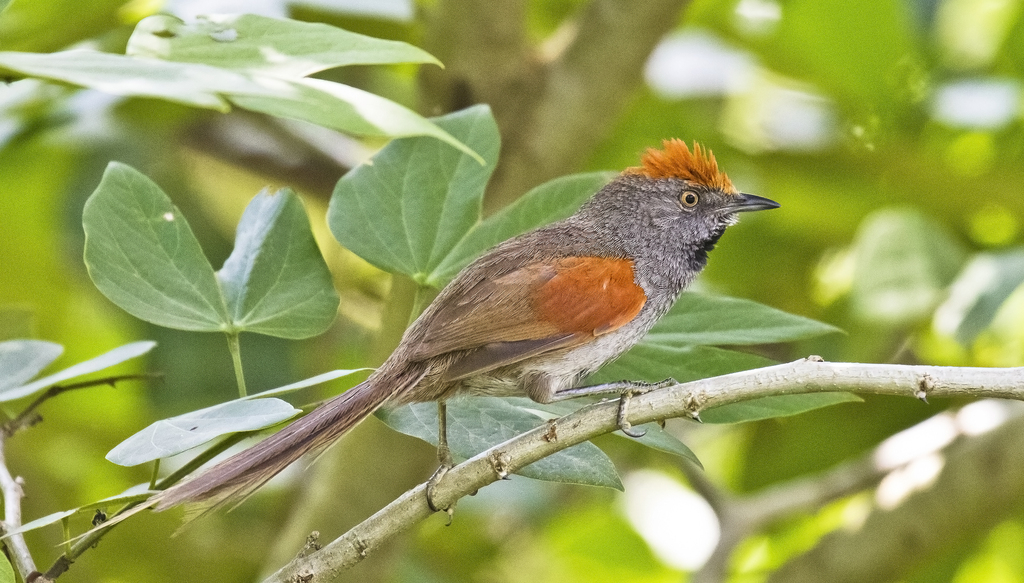 Foto joão-teneném (Synallaxis spixi) Por Rogério Sorvillo | Wiki Aves ...