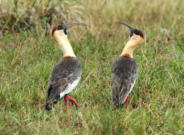 curicaca (Theristicus caudatus) | WikiAves - A Enciclopédia das Aves do ...