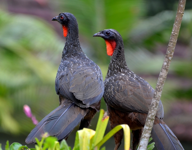 Foto jacuguaçu (Penelope obscura) Por Marcia Carvalho | Wiki Aves - A ...