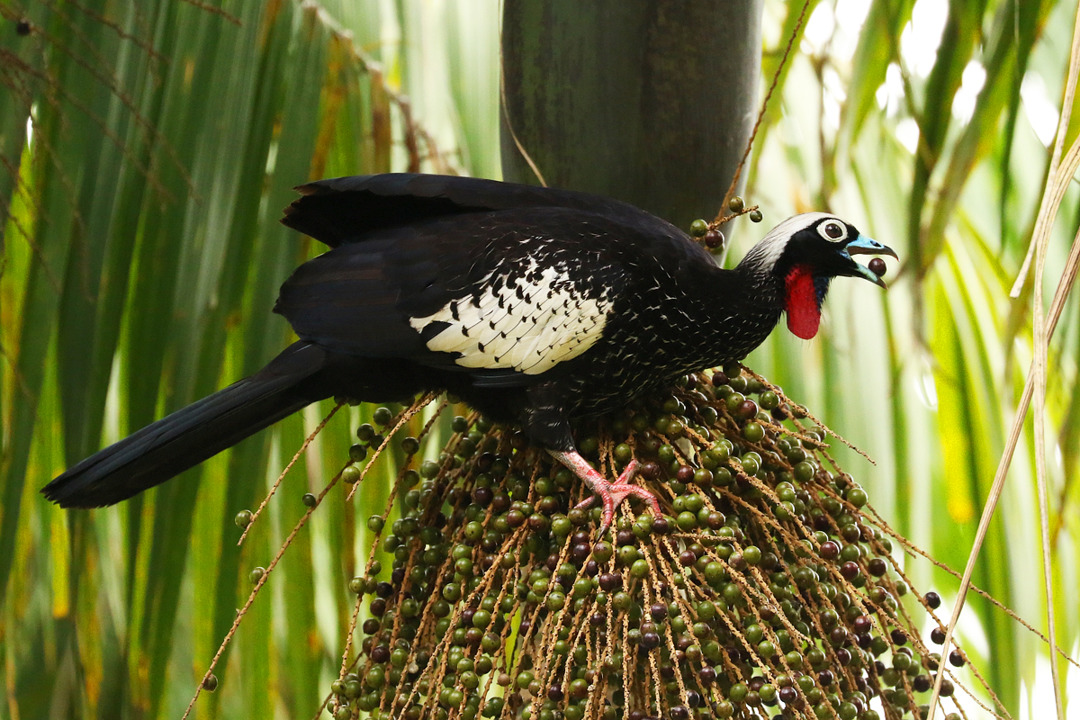 Foto jacutinga (Aburria jacutinga) Por Leonardo Casadei | Wiki Aves - A ...