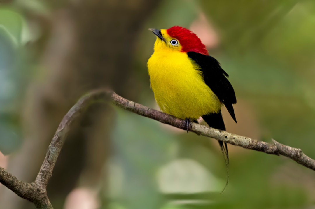 Foto rabo-de-arame (Pipra filicauda) Por Wagner Coppede | Wiki Aves - A ...