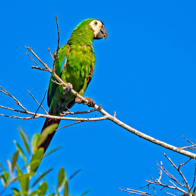 maracanã-guaçu (Ara severus) | WikiAves - A Enciclopédia das Aves do Brasil