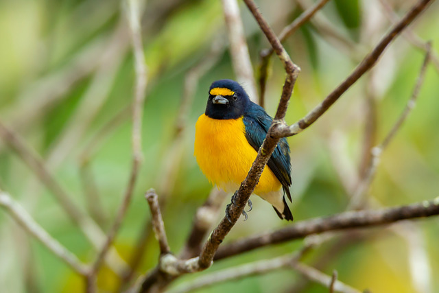Foto gaturamo-de-barriga-branca (Euphonia minuta) Por Gustavo Magnago ...