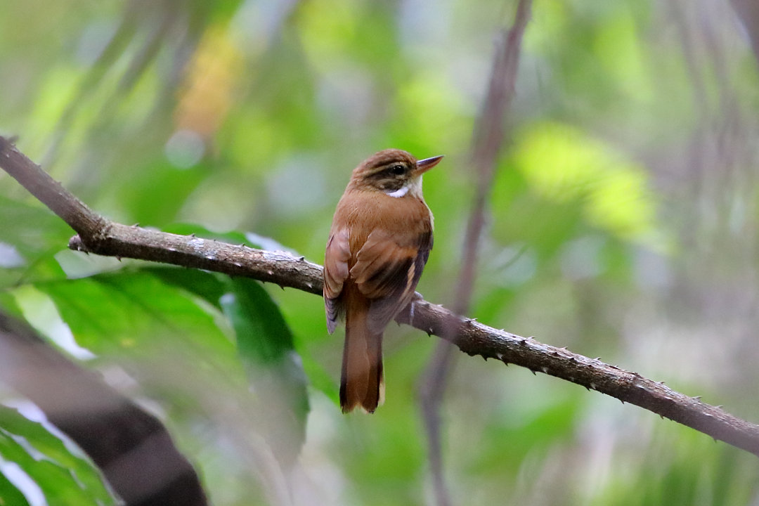Foto bico-virado-miúdo (Xenops minutus) Por Bernardo Fragoso | Wiki Aves - A Enciclopédia das ...