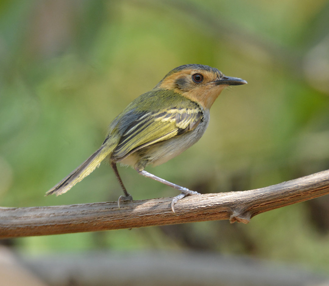 Foto tororó (Poecilotriccus plumbeiceps) Por Fausto Araújo | Wiki Aves ...