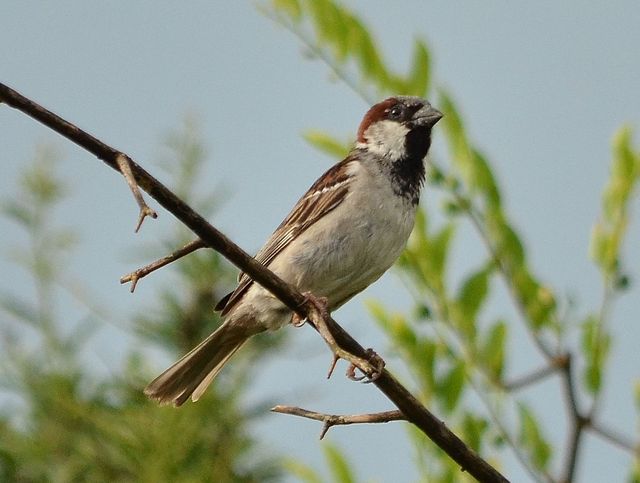 Foto pardal (Passer domesticus) Por Ricardo O. De Oliveira | Wiki Aves ...