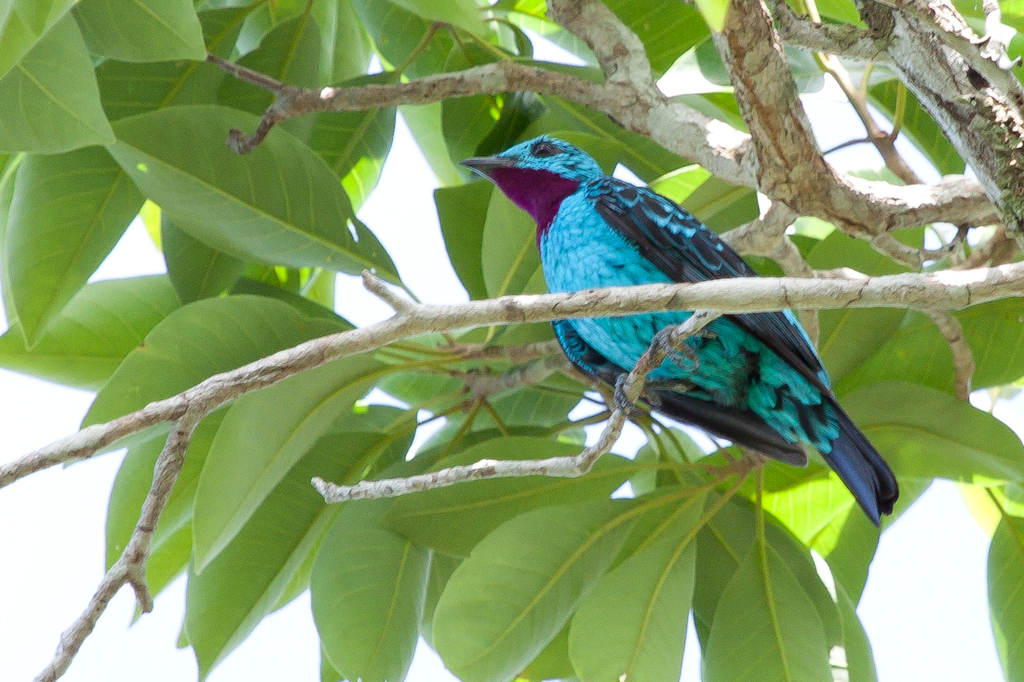 Foto anambé-azul (Cotinga cayana) Por Fernão Prado | Wiki Aves - A ...