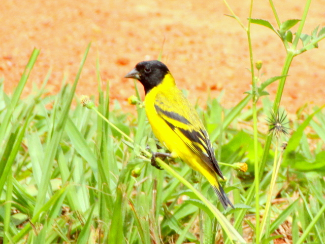 Foto pintassilgo (Spinus magellanicus) Por Neudi Amorim | Wiki Aves - A ...