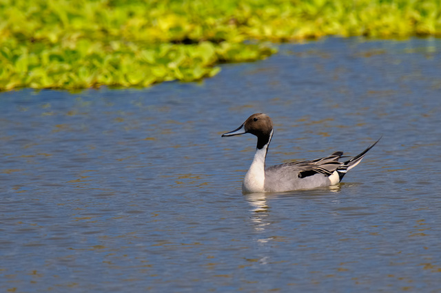 arrabio (Anas acuta) | WikiAves - A Enciclopédia das Aves do Brasil