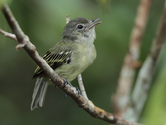 Foto bico-chato-da-copa (Tolmomyias assimilis) Por Anselmo d`Affonseca ...
