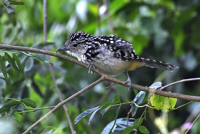 Foto chocão-carijó (Hypoedaleus guttatus) Por Rudimar Cipriani | Wiki ...