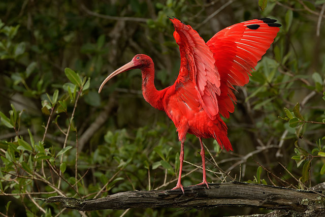Foto guará (Eudocimus ruber) Por Leonardo Casadei | Wiki Aves - A ...