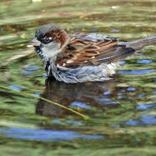 Passeridae | WikiAves - A Enciclopédia das Aves do Brasil
