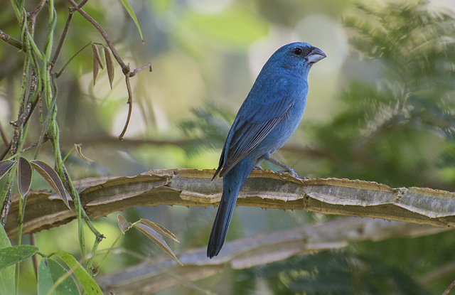 Foto azulinho (Cyanoloxia glaucocaerulea) Por Hartur Noia | Wiki Aves ...