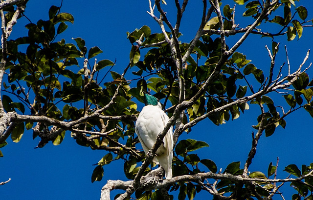 Foto araponga (Procnias nudicollis) Por Allisson Cafeseiro | Wiki Aves ...