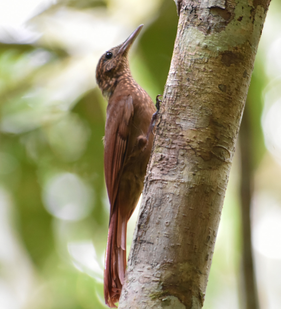 Foto arapaçu-rabudo (Deconychura longicauda) Por Eleonora Pinheiro ...