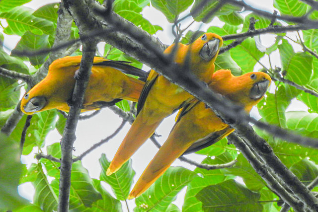 Foto ararajuba (Guaruba guarouba) Por Adriano Gonçalves 2 | Wiki Aves ...