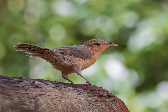 Foto catatau (Campylorhynchus turdinus) Por Sebastião Borges | Wiki ...