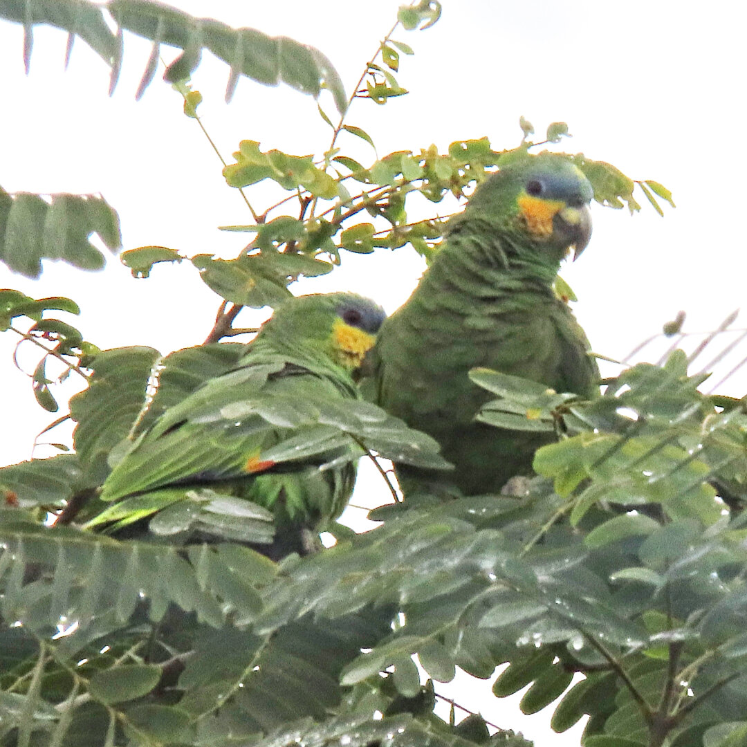 Foto curica (Amazona amazonica) Por Ronaldo Rodrigues de Moraes | Wiki ...