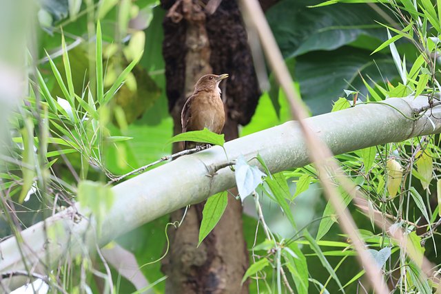 Foto sabiá-da-várzea (Turdus sanchezorum) Por Francisco P. Costa | Wiki ...