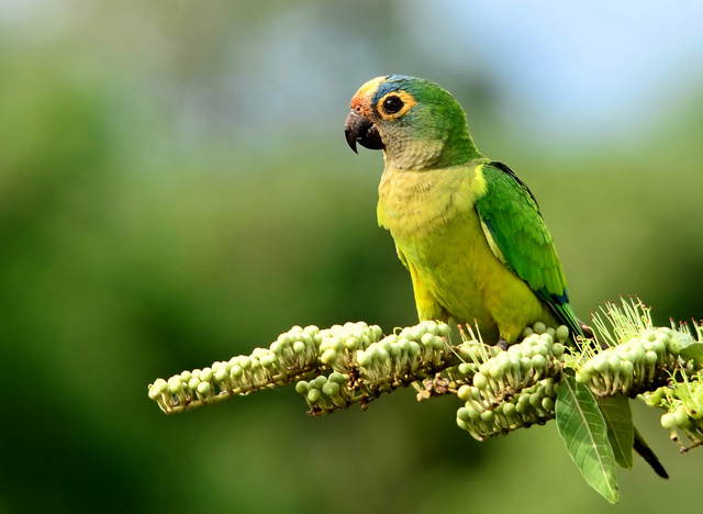 Foto periquito-rei (Eupsittula aurea) Por Jarbas Mattos | Wiki Aves - A ...