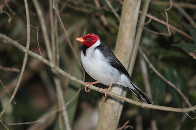Foto cavalaria (Paroaria capitata) Por Roberto Gallacci | Wiki Aves - A ...