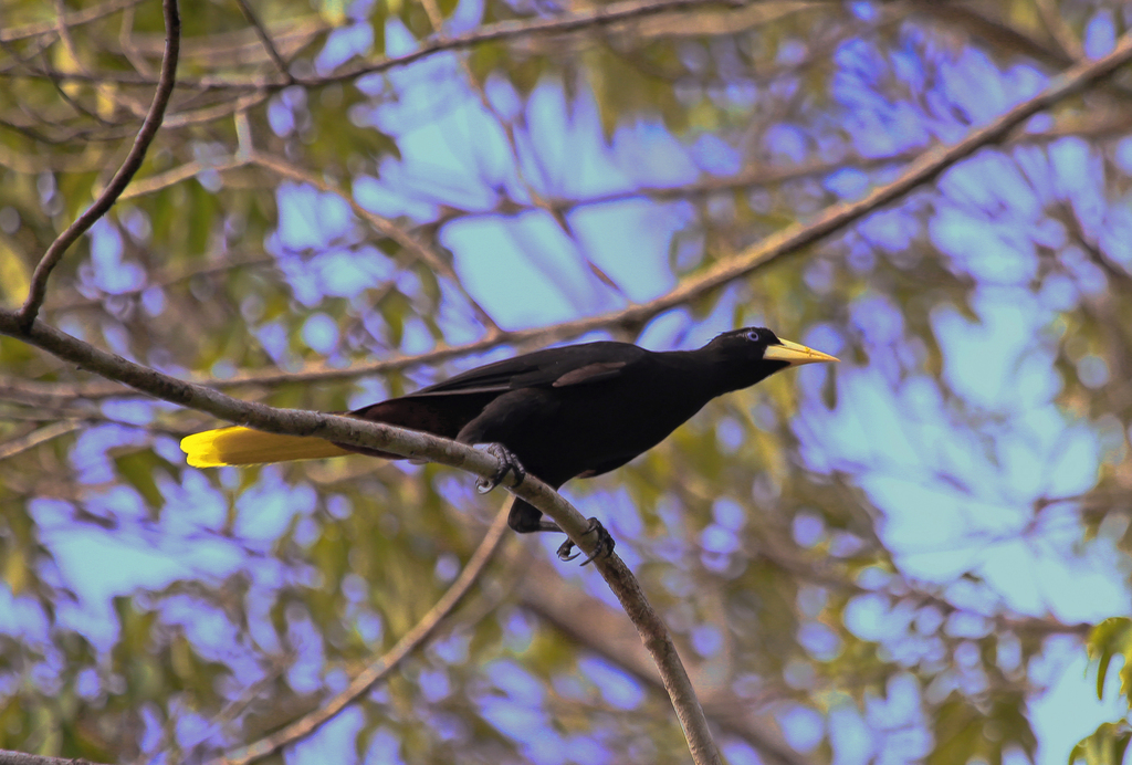 Foto japu (Psarocolius decumanus) Por Oscar Abener Fenalti | Wiki Aves - A Enciclopédia das Aves ...