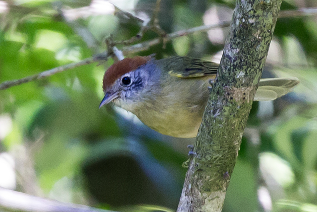 Foto verdinho-coroado (Hylophilus poicilotis) Por Paulo Fernando ...
