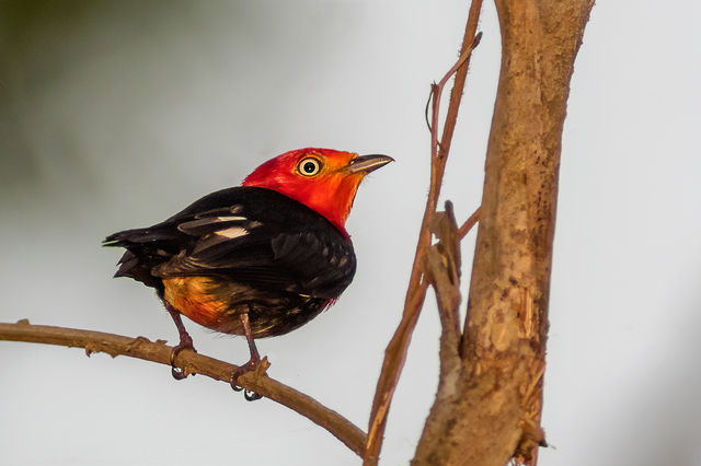 Foto uirapuru-vermelho (Pipra aureola) Por Pedro Galus | Wiki Aves - A ...