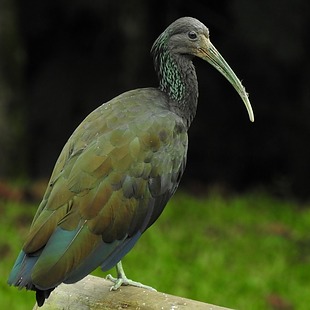 coró-coró (Mesembrinibis cayennensis) | WikiAves - A Enciclopédia das ...