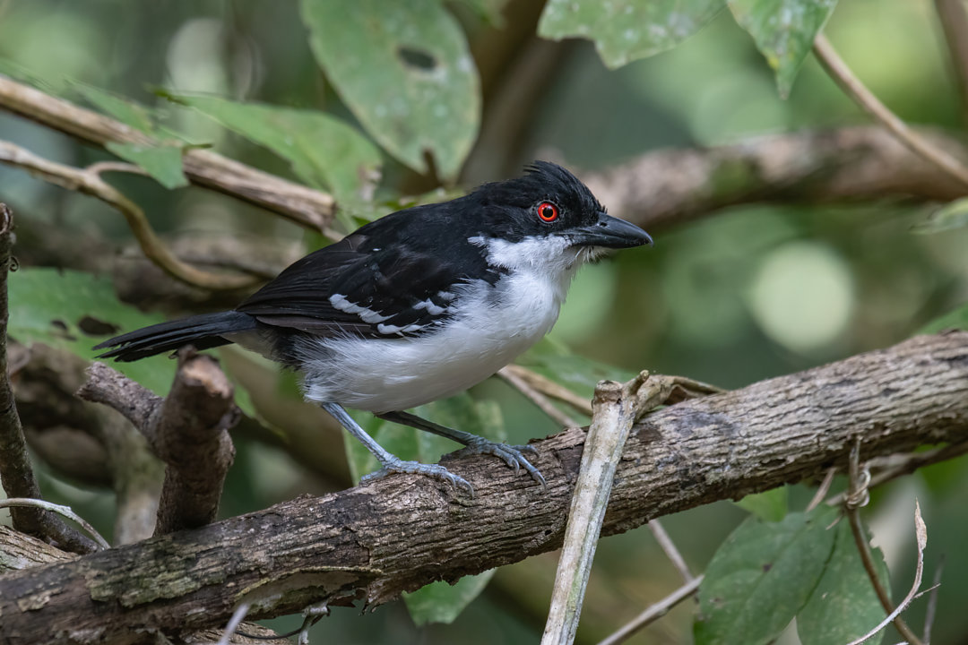 Foto choró-boi (Taraba major) Por Adrian Rupp | Wiki Aves - A ...