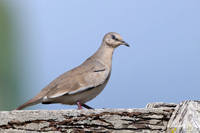 Foto rolinha-picuí (Columbina picui) Por Rafael Cerqueira | Wiki Aves ...
