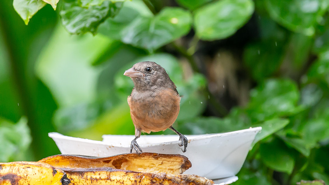 Foto tiê-sangue (Ramphocelus bresilia) Por Valmiro Felippe | Wiki Aves ...