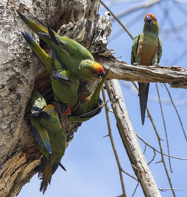 Foto jandaia-de-testa-vermelha (Aratinga auricapillus) Por Nil ...