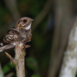 bacurau-chintã (Hydropsalis parvula) | WikiAves - A Enciclopédia das ...