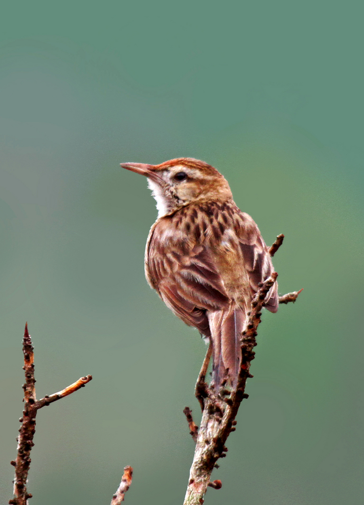 Foto cochicho (Anumbius annumbi) Por Claudio Lopes | Wiki Aves - A ...