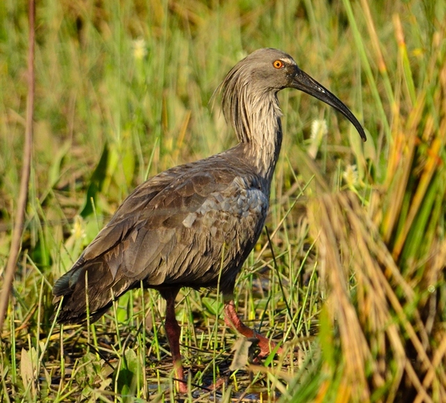 Foto curicaca-real (Theristicus caerulescens) Por Rafael Fortes | Wiki ...