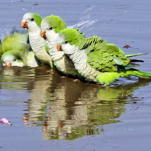 Psittaciformes | WikiAves - A Enciclopédia das Aves do Brasil