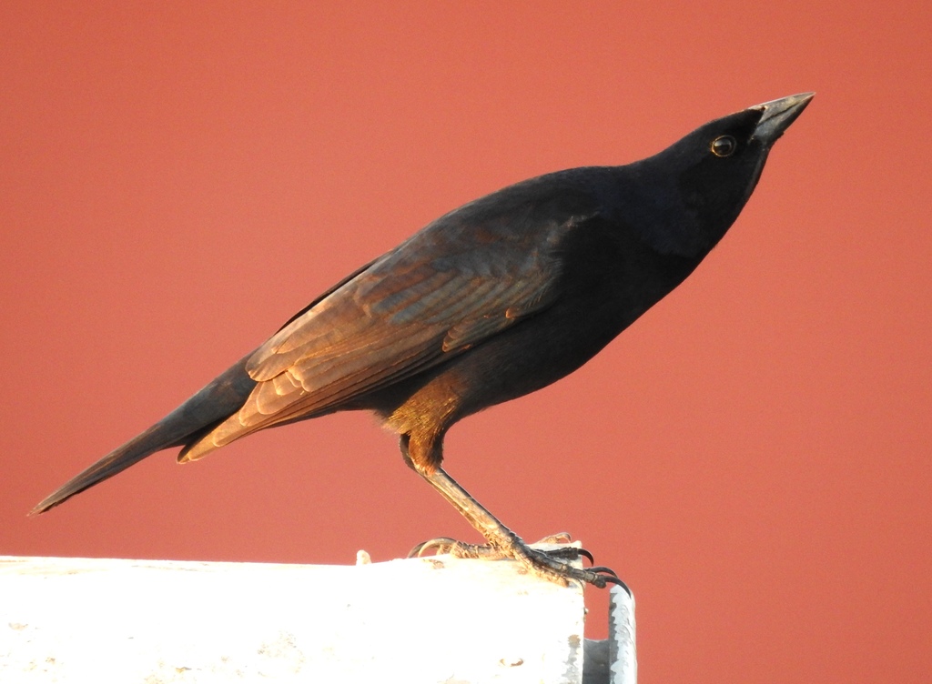 Foto chupim (Molothrus bonariensis) Por Claudio Cesar | Wiki Aves - A ...