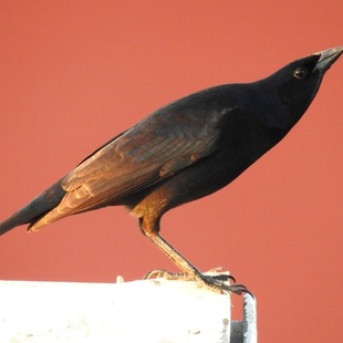 chupim (Molothrus bonariensis) | WikiAves - A Enciclopédia das Aves do ...