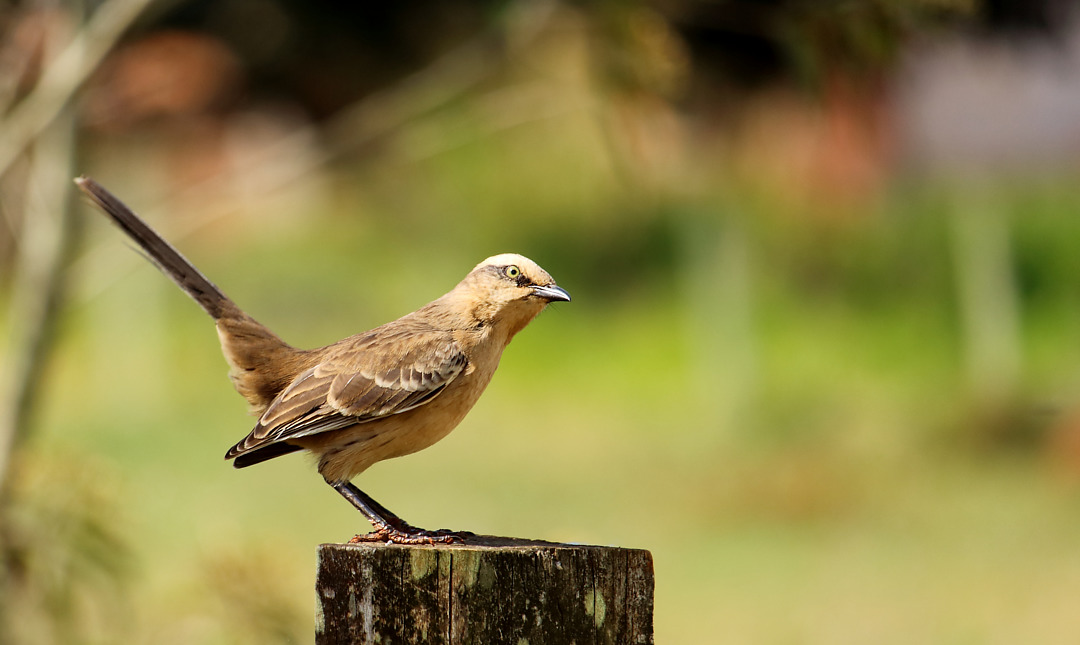 Foto sabiá-do-campo (Mimus saturninus) Por Jose G. Oliveira | Wiki Aves ...